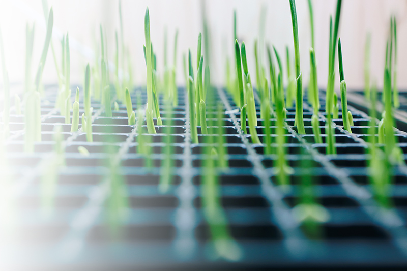 Plant Varieties Catalog - Center For Technology Licensing