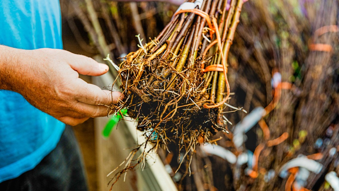 Three new apple rootstocks bolster Geneva’s distinguished program ...