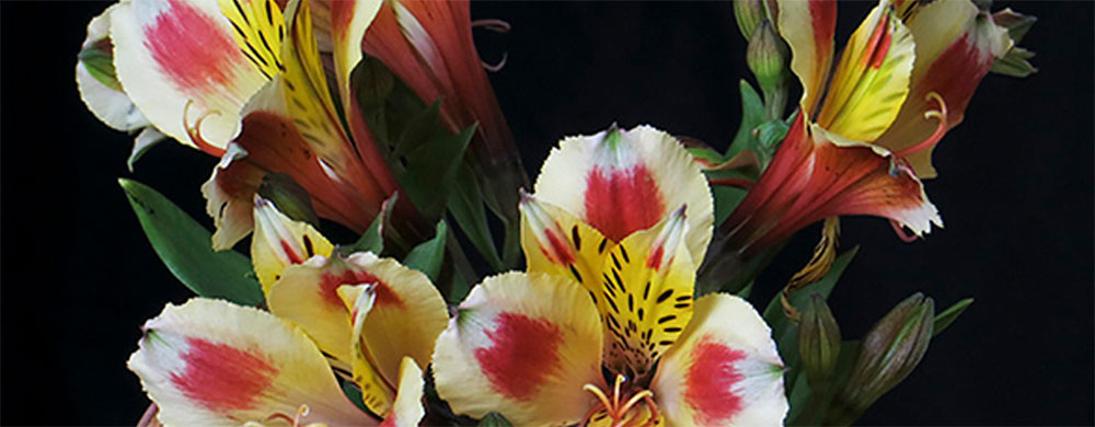 Ornamentals - Center For Technology Licensing
